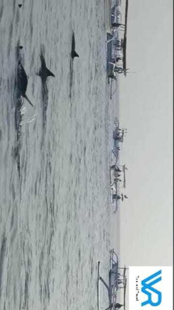 Bali : Lovina Dolphin & Swim, Snorkeling, 2 Destination stop - The Sum Up