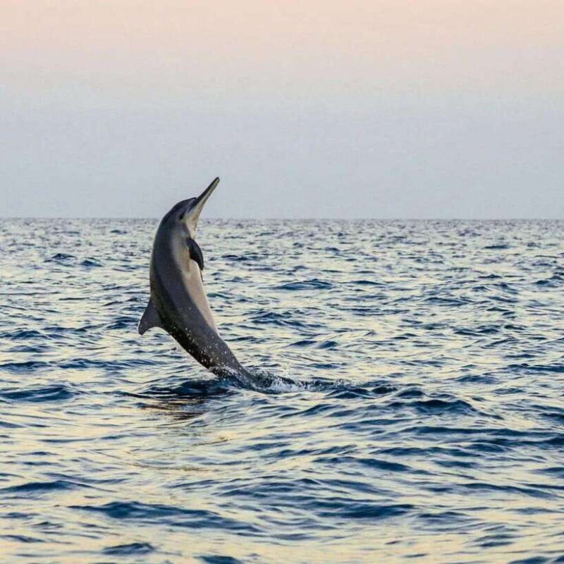 Bali Lovina dolphin Tour & Watching Sunrise - Key Points