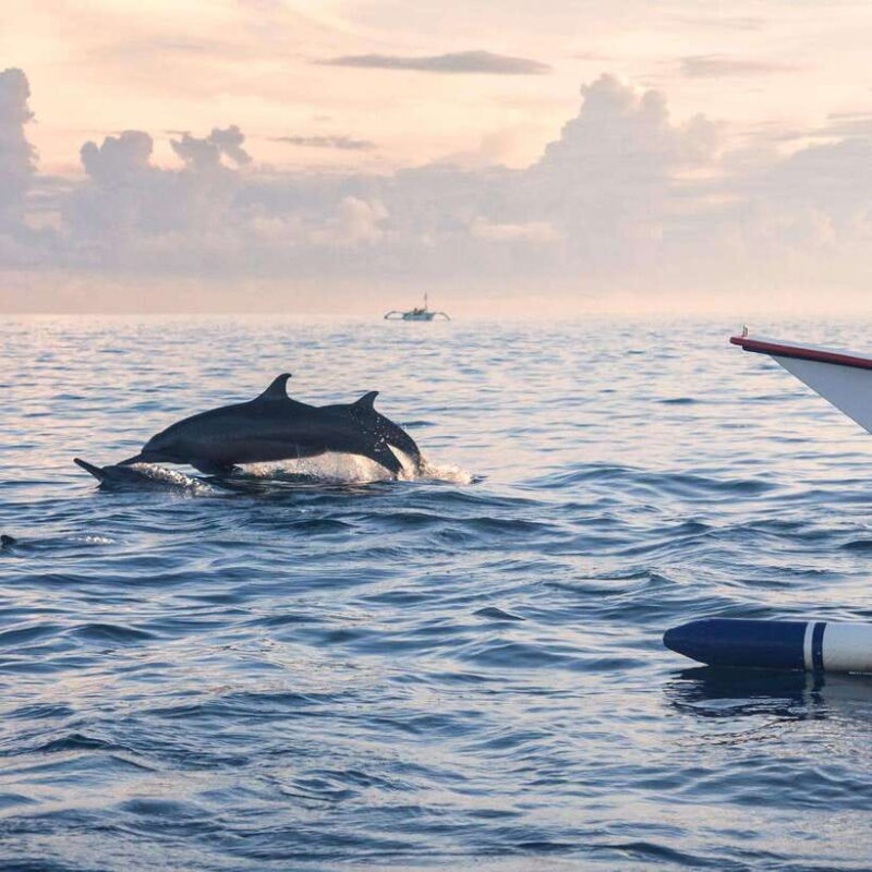 Bali: Lovina Dolphin Watching and Snorkeling Tour - Practical Tips for Making the Most of This Tour