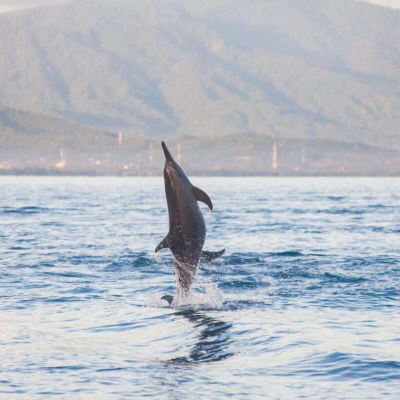 Bali: Lovina Dolphin Watching and Snorkeling Tour - Authenticity and Value