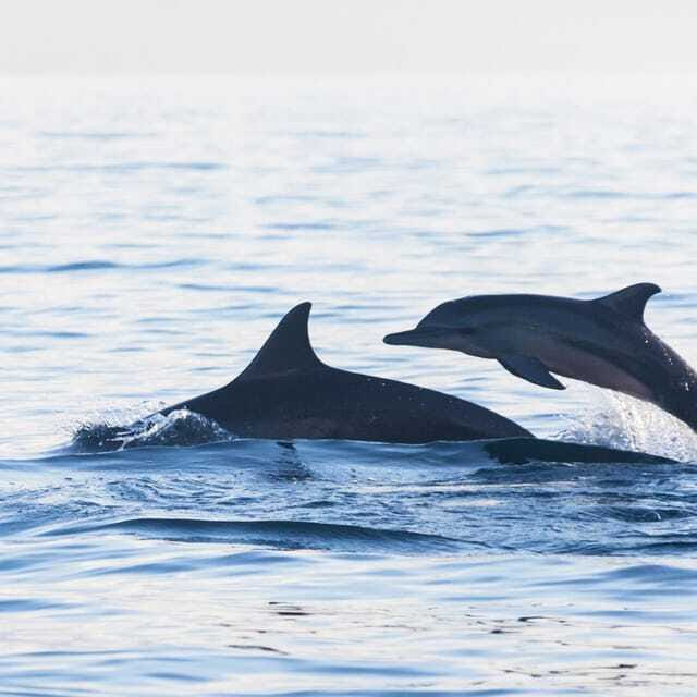 Bali: Lovina Dolphin Watching and Snorkeling Tour - Who Would Love This Tour?