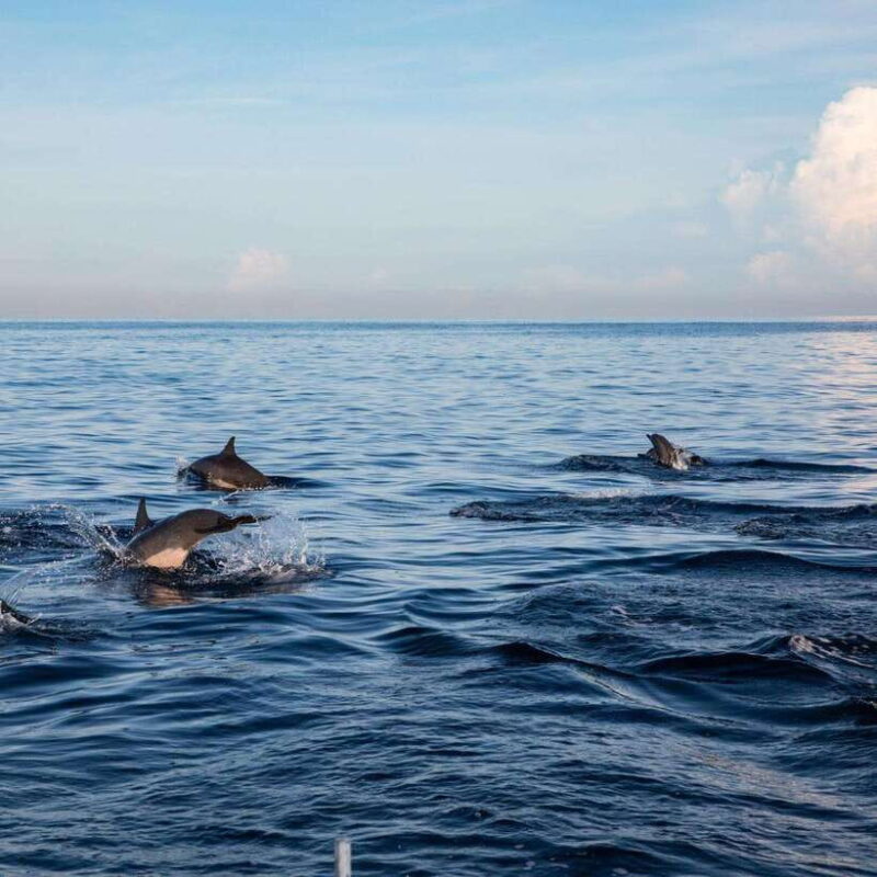 Bali: Lovina Dolphin Watching and Snorkeling Tour - FAQ