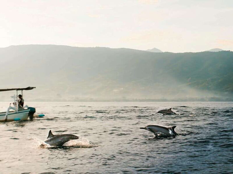 Bali: Lovina Dolphin Watching and Snorkeling Tour - Introduction: What to Expect from This Tour