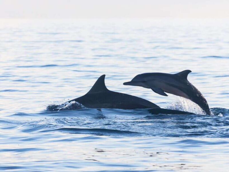 Bali: Lovina Marine Wonders, Dolphin Swim & Snorkeling. - Key Points