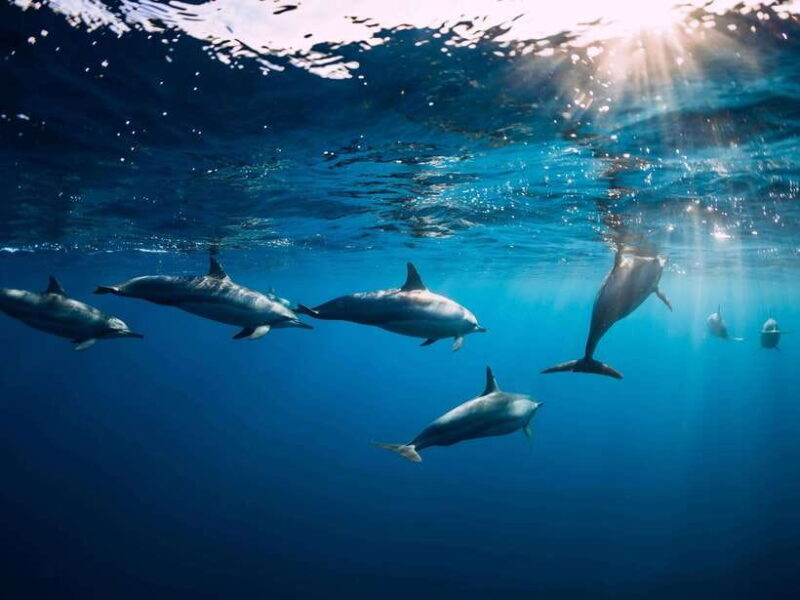 Bali: Lovina Marine Wonders, Dolphin Swim & Snorkeling. - The Authentic Appeal