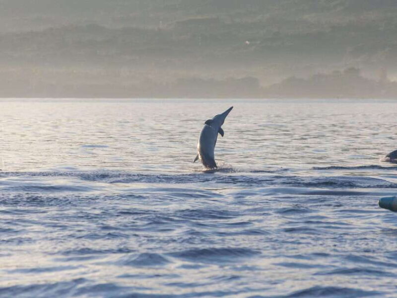 Bali: Lovina Marine Wonders, Dolphin Swim & Snorkeling. - Final Thoughts