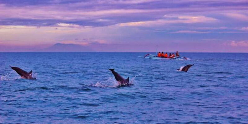 Bali: Lovina tour to see dolphin - Key Points