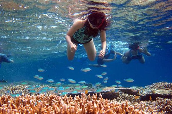 Bali Menjangan Island Snorkeling Day Tour - What’s Included and What’s Not