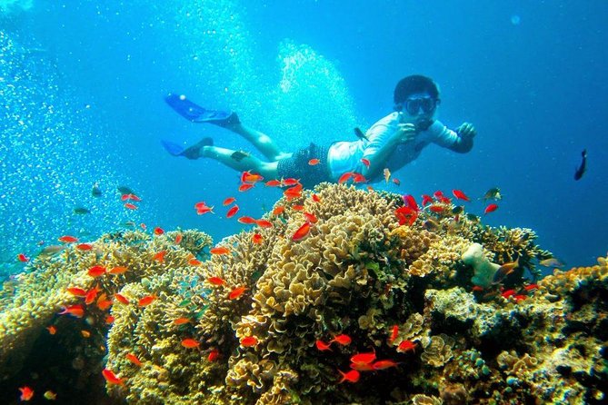 Bali Menjangan Island Snorkeling Day Tour - Authenticity and Unique Elements