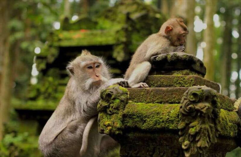 Bali: monkey forest, rice terrace, water temple, waterfall - Deep Dive Into the Itinerary