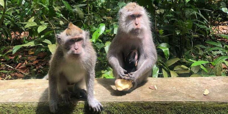 Bali: Monkey Forest, Waterfalls, Rice Terracep, and Coffee - The Value Equation