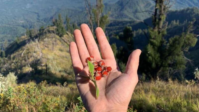 Bali: Mount Agung Sunrise Trekking Tour with Hotel Pickup - Final Thoughts: Is This Tour for You?