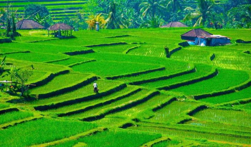 Bali: North Bali Private Car Rental With Female Driver - The Value of a Private Guide