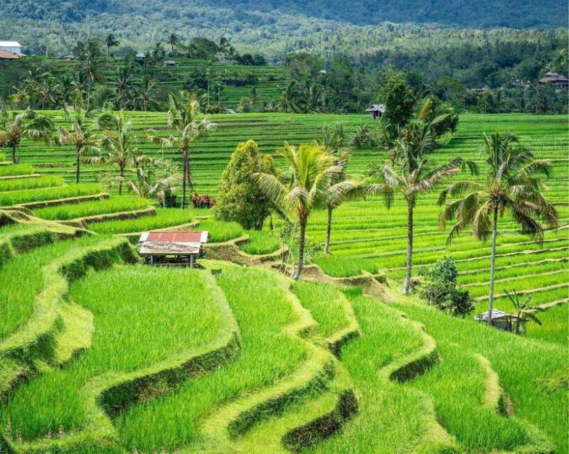 Bali: North Bali Tour with Jatiluwih, Ulun Danu, Waterfall. - Key Points