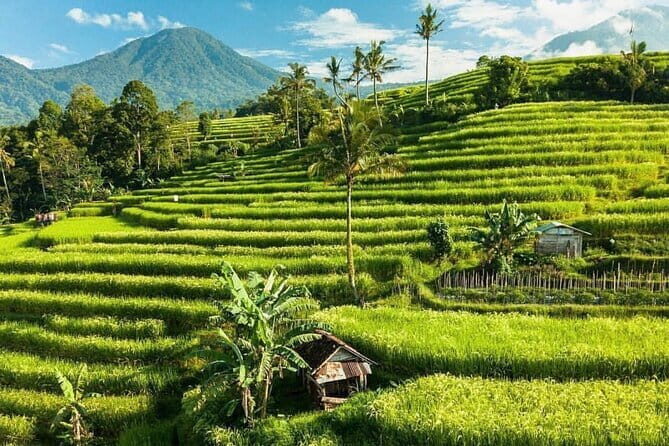 Bali : Northern Bali Private Day Trip with Transfer - Stop 3: Jatiluwih Green Land — A UNESCO World Heritage Highlight