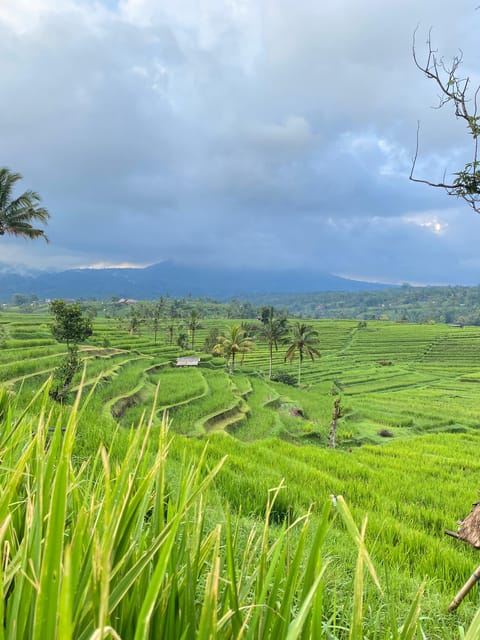 Bali Northern Trip : Majestic Waterfall Tour - FAQs
