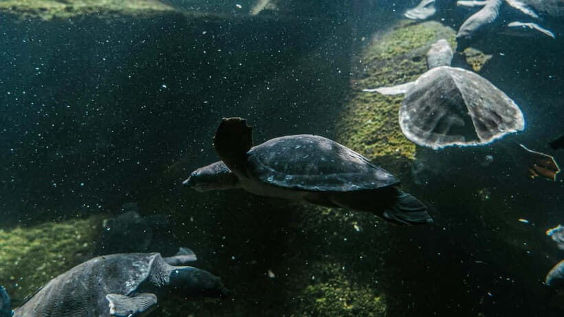 Bali/Nusa Dua: Snorkeling, Glass Boat Ride & Turtle Center - Key Points