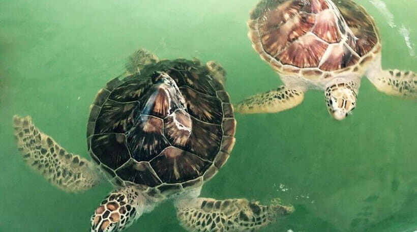 Bali/Nusa Dua: Snorkeling, Glass Boat Ride & Turtle Center - Details of the Tour Experience: What to Expect