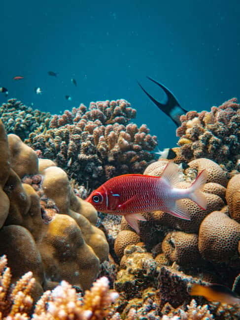 Bali/Nusa Dua: Snorkeling, Glass Boat Ride & Turtle Center - FAQ