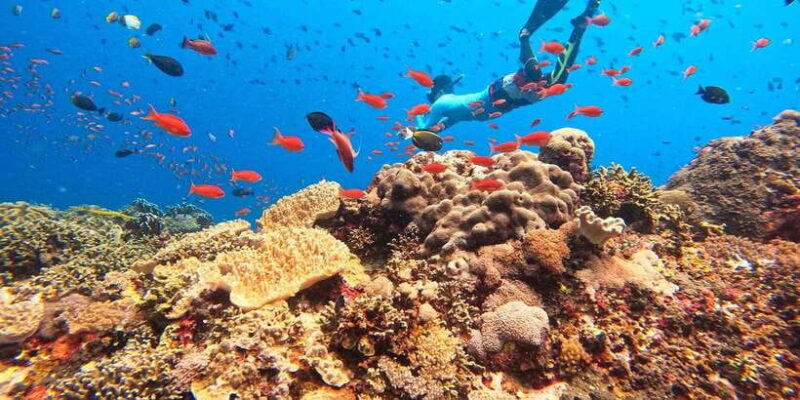 Bali: Nusa Lembongan Snorkeling & Mangrove Forest Trip - Key Points