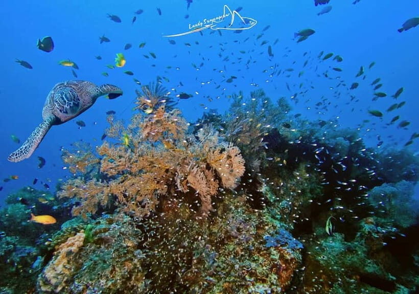 Bali/Nusa Penida: 3 Fun Dives to Manta Point, Mola & Reef - Exploring Nusa Penida’s Top Dive Sites