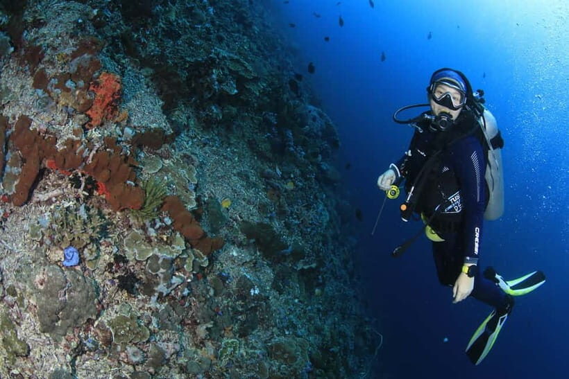 Bali/Nusa Penida: 3 Fun Dives to Manta Point, Mola & Reef - Who Would Love This Tour?