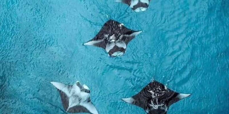 Bali - Nusa Penida Highlight Snorkeling and Land Tour - The Itinerary: A Day of Diverse Sights and Experiences