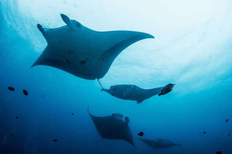 Bali/Nusa Penida: Manta Point Snorkel Boat & West Coast Tour - Key Points