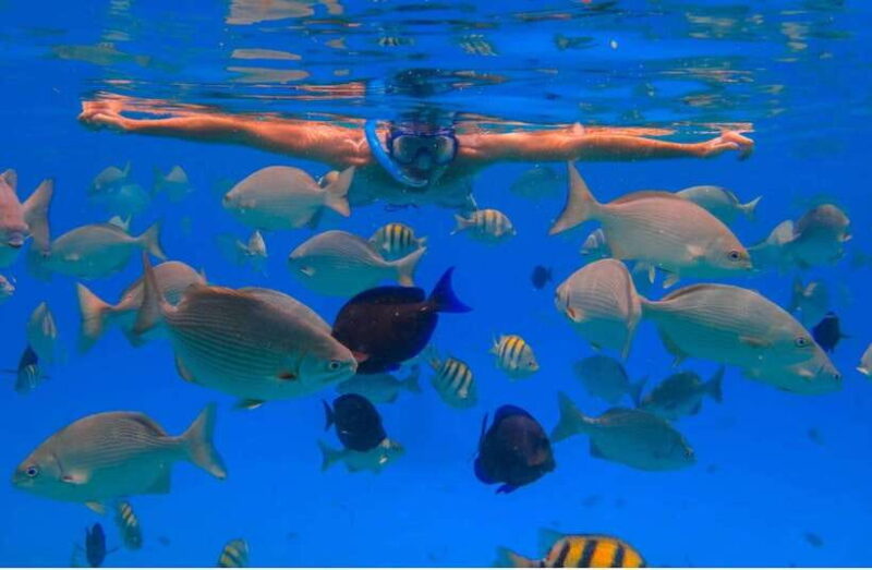 Bali/Nusa Penida: Manta Point Snorkel Boat & West Coast Tour - The Sum Up