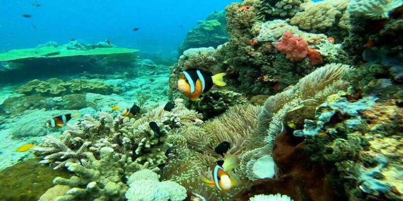 Bali: Nusa Penida Snorkeling Adventure and Island Tour - Key Points