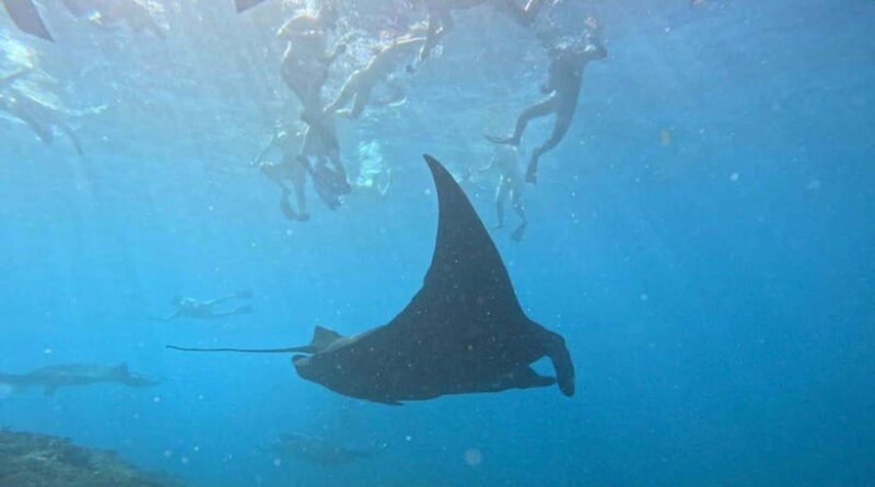 Bali Nusa Penida Snorkeling Manta Point - An Overview of the Bali Nusa Penida Snorkeling Experience