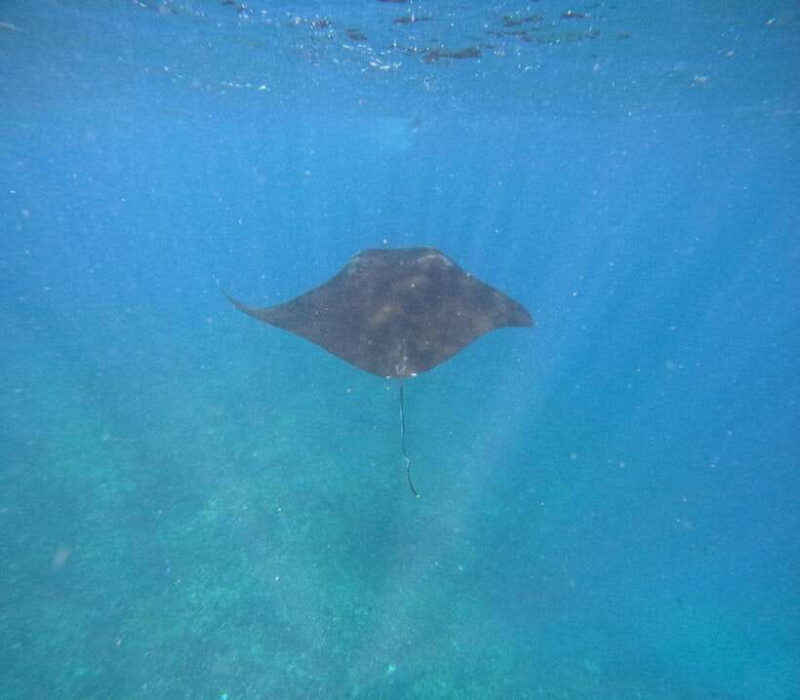 Bali Nusa Penida Snorkeling Manta Point - The Value and Practical Aspects