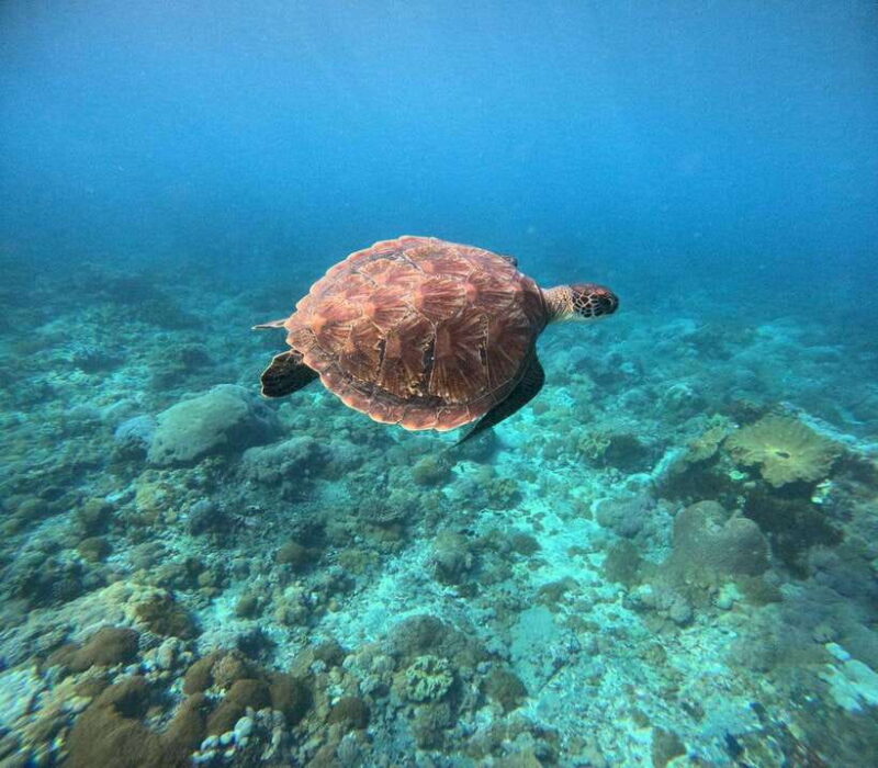 Bali Nusa Penida Snorkeling Manta Point - Real Travelers Perspective