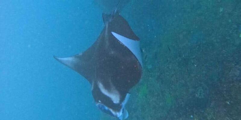 Bali: Nusa Penida Tour with Lunch & Manta Point Snorkeling - What Others Say