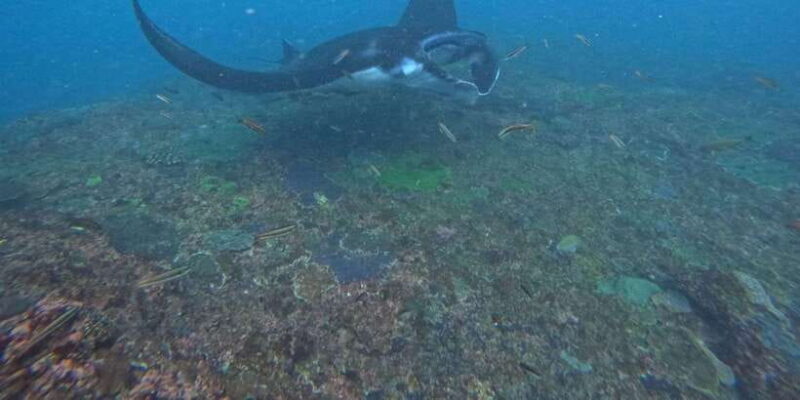 Bali: Nusa Penida Tour with Lunch & Manta Point Snorkeling - Who Should Consider This Tour?