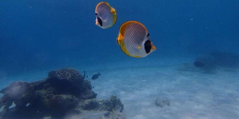 Bali: Padangbai Blue Lagoon Scuba Diving - Key Points