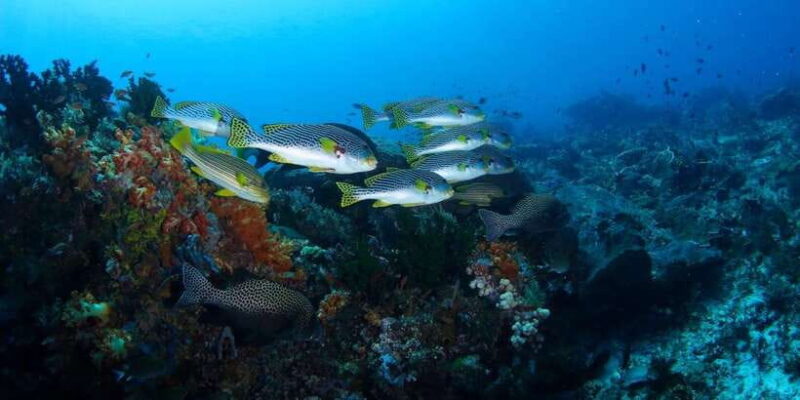 Bali: Padangbai Blue Lagoon Scuba Diving - The Value of the Tour