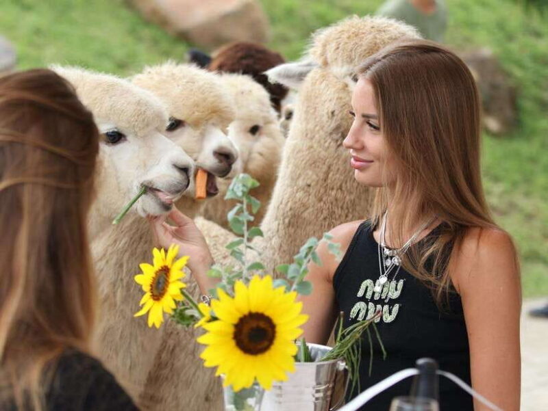 Bali: Picnic with Alpacas/Donkeys and Temple Tour - Key Points