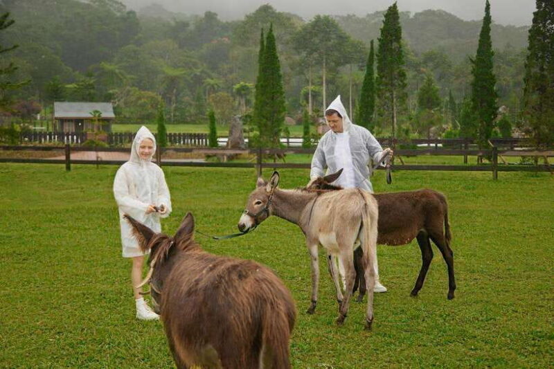 Bali: Picnic with Alpacas/Donkeys and Temple Tour - Who Will Love This Tour?