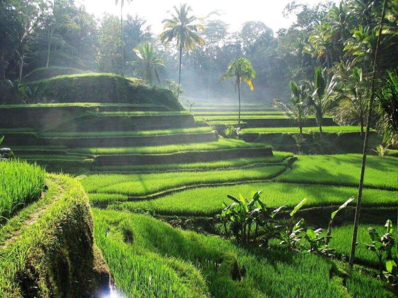 Bali: Private Customizable Day Tour with Guide - Key Points