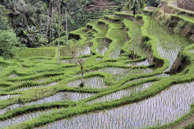 Bali Private Driver and Car for Customize Tours - FAQ