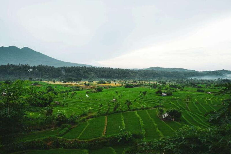 Bali: Private Sightseeing Trip North Bali Tour With Transfer - Key Points