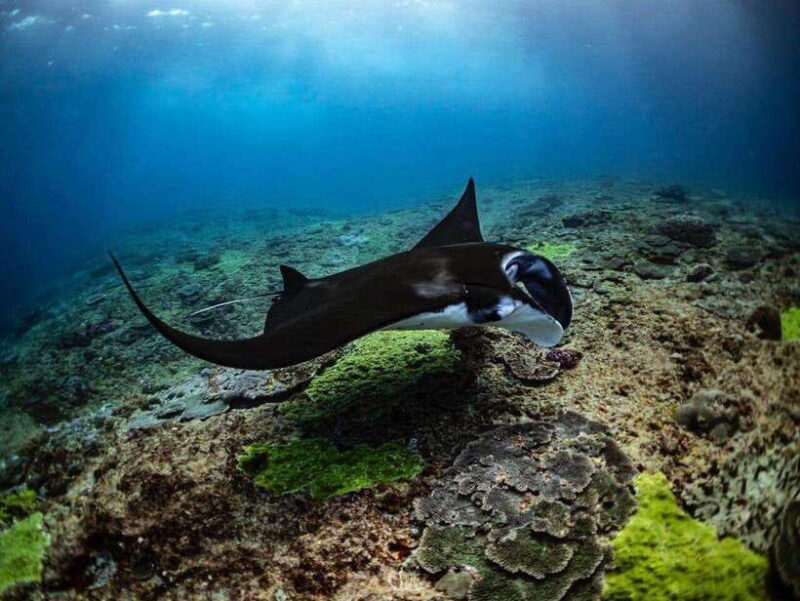 Bali: Private Snorkeling at Manta Point Nusa Penida - FAQ