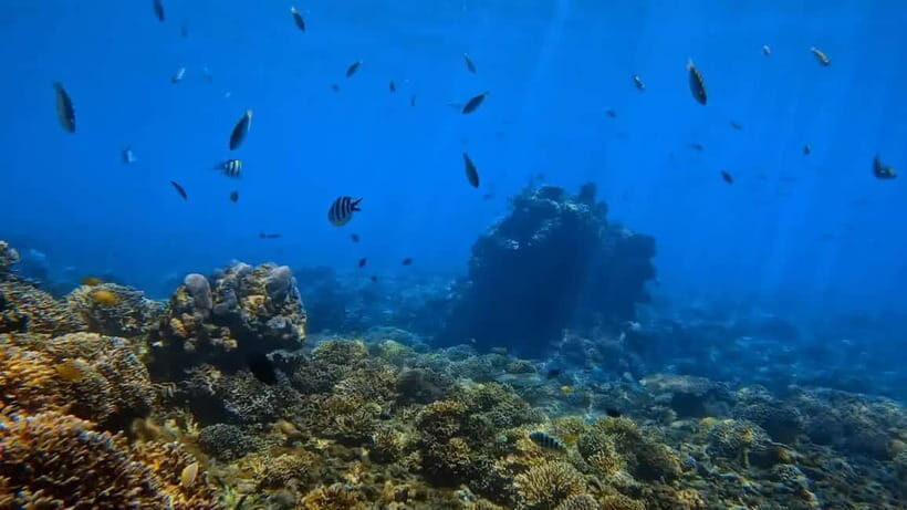 Bali: Private Snorkeling Trip to Blue Lagoon & Tanjung Jepun - Key Points
