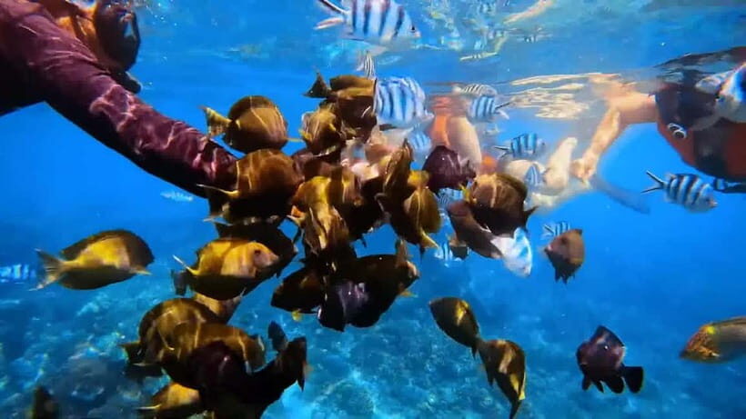 Bali: Private Snorkeling Trip to Blue Lagoon & Tanjung Jepun - What’s Included and What’s Not