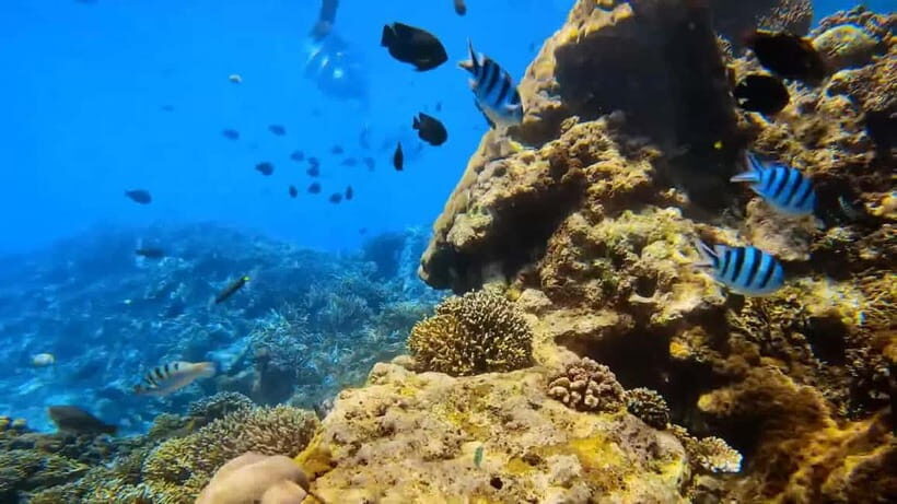 Bali: Private Snorkeling Trip to Blue Lagoon & Tanjung Jepun - FAQ