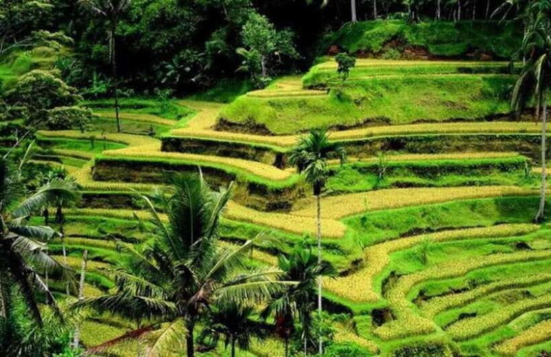 Bali: Private Ubud Highlights Tour with Customized Tour - Bali: Private Ubud Highlights Tour with Customized Tour
