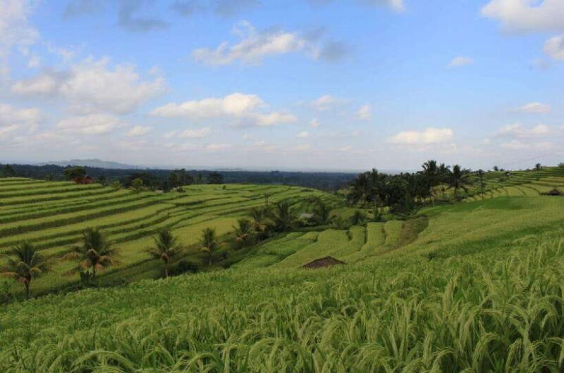 Bali: Private UNESCO World Heritage Sites Tour - Final Thoughts: Who Is This Tour For?