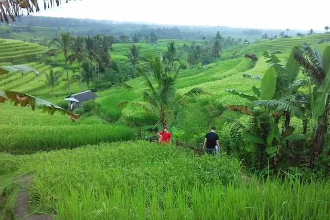 Bali Quad ATV with Ubud Halfday Tour - Who Will Love This Tour?