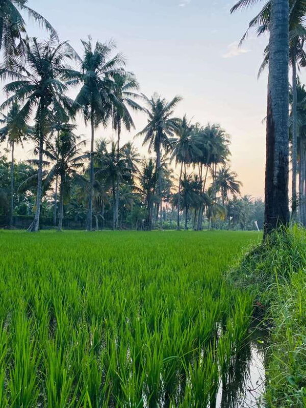 Bali: Quad Bike Adventure with Buffet Lunch - The Itinerary: A Day of Adventure and Scenery